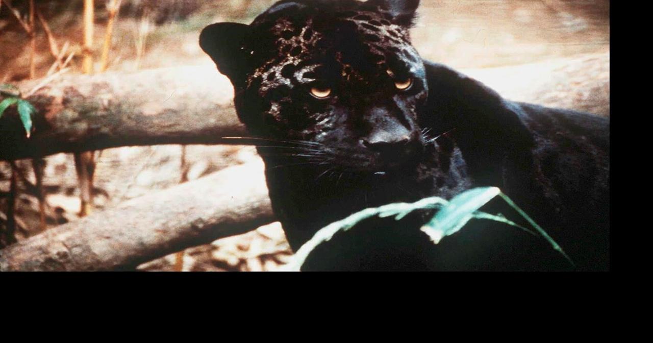 Jaguar recovery plan envisions sprawling habitat areas