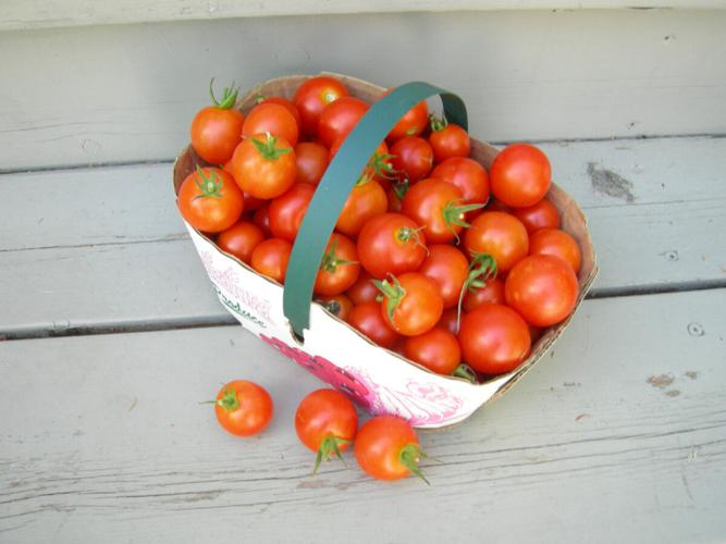 Surprise! Blight-resistant tomato plant really works