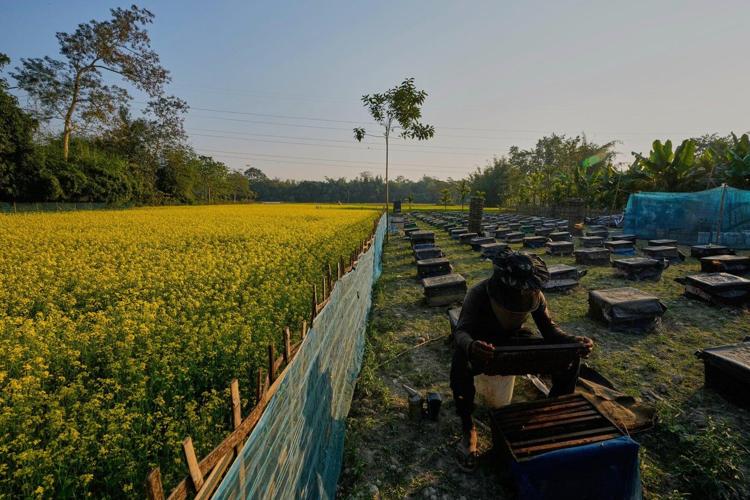 India's migratory beekeepers and their hives follow the flowers to make ...