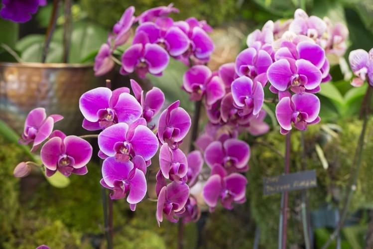 Which houseplants make great Valentine's gifts? Let's start with heart ...