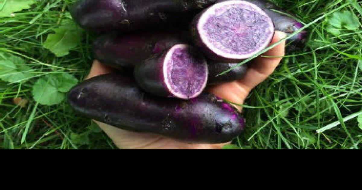 Fresh bites: Endless possibilities with Russian Blue potatoes