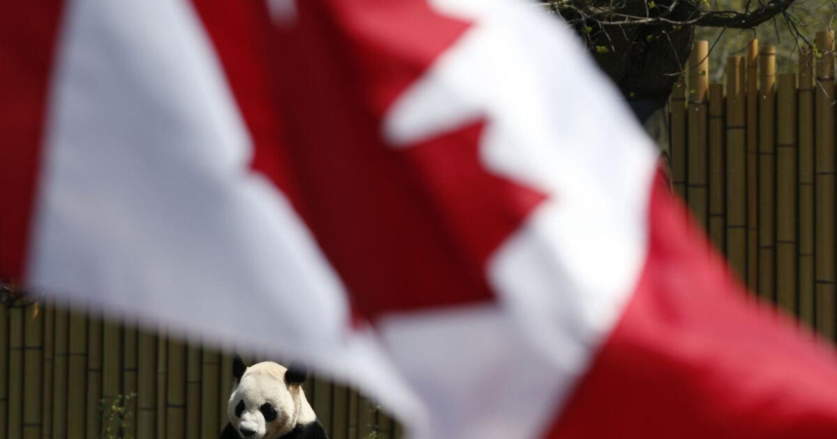 Pandas Er Shun and Da Mao make Toronto Zoo debut