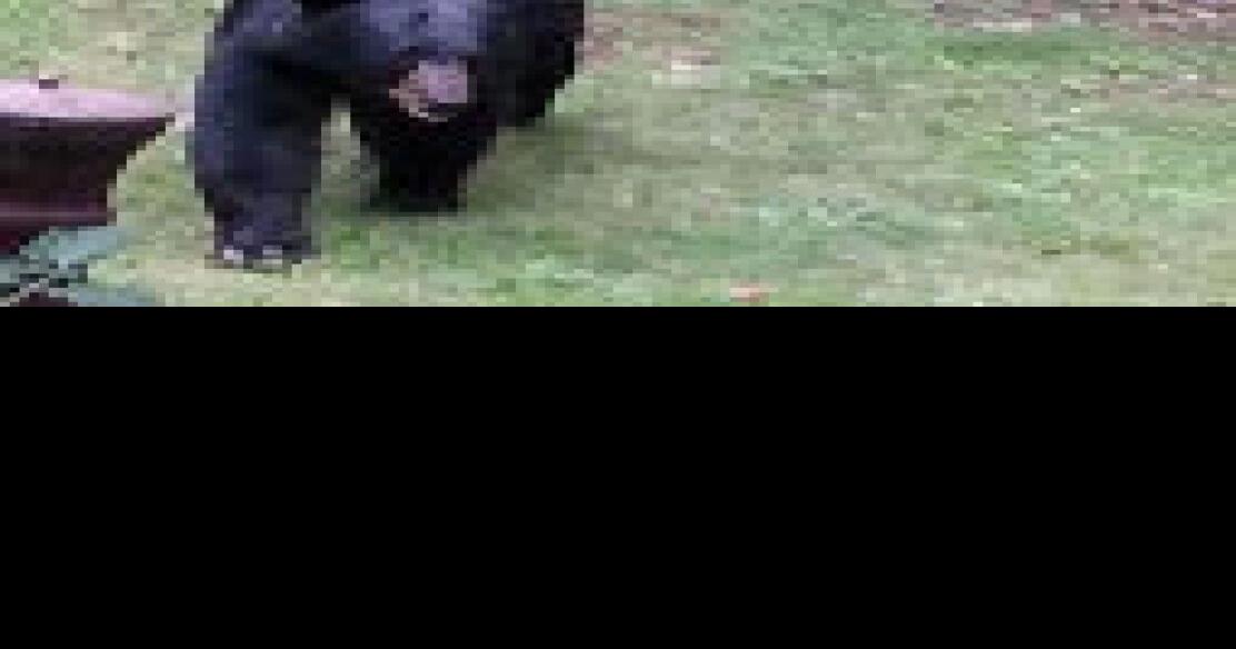 Bad news bears a headache as they bulk up for winter