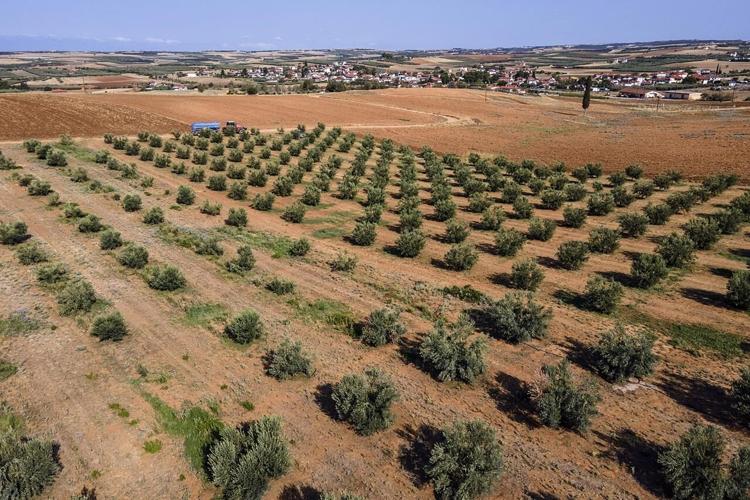 Drying lakes and thirsty trees: In drought-hit Greece, water trucks are ...