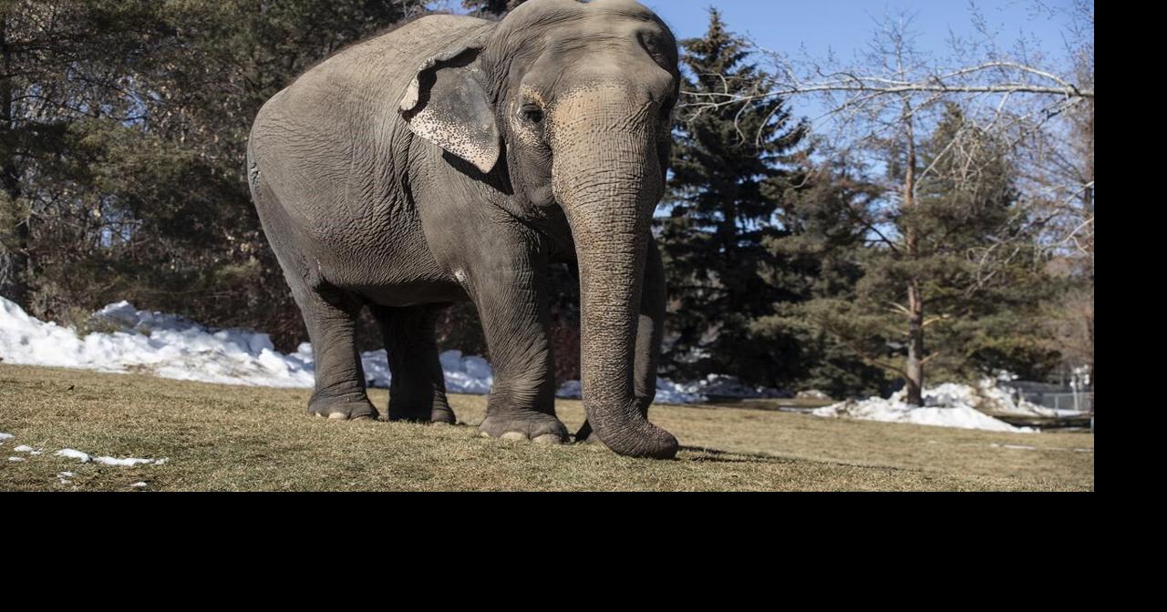 New bill seeks to limit new captivity of elephants, apes in Canada