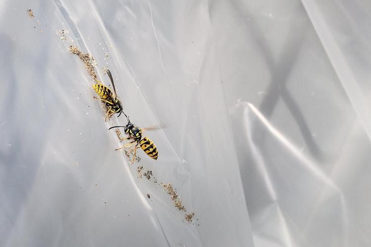 The wasps are bored, unemployed and ruining patio season