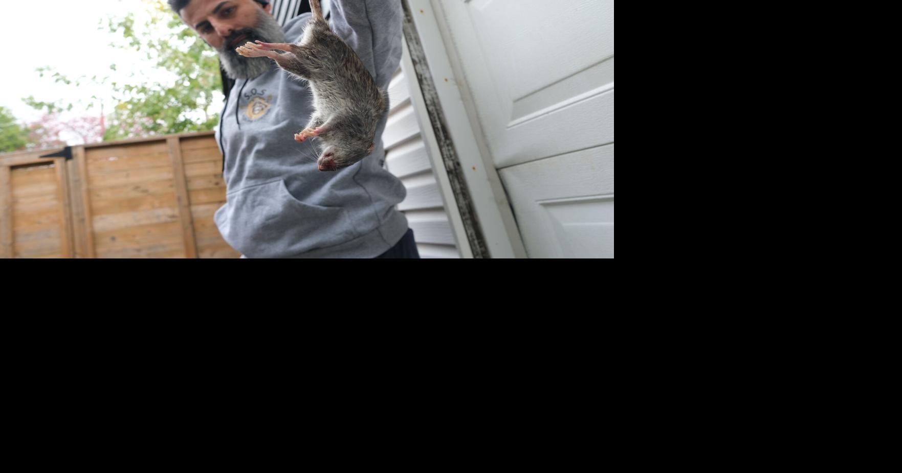 Solutions for the Toronto’s rat problem