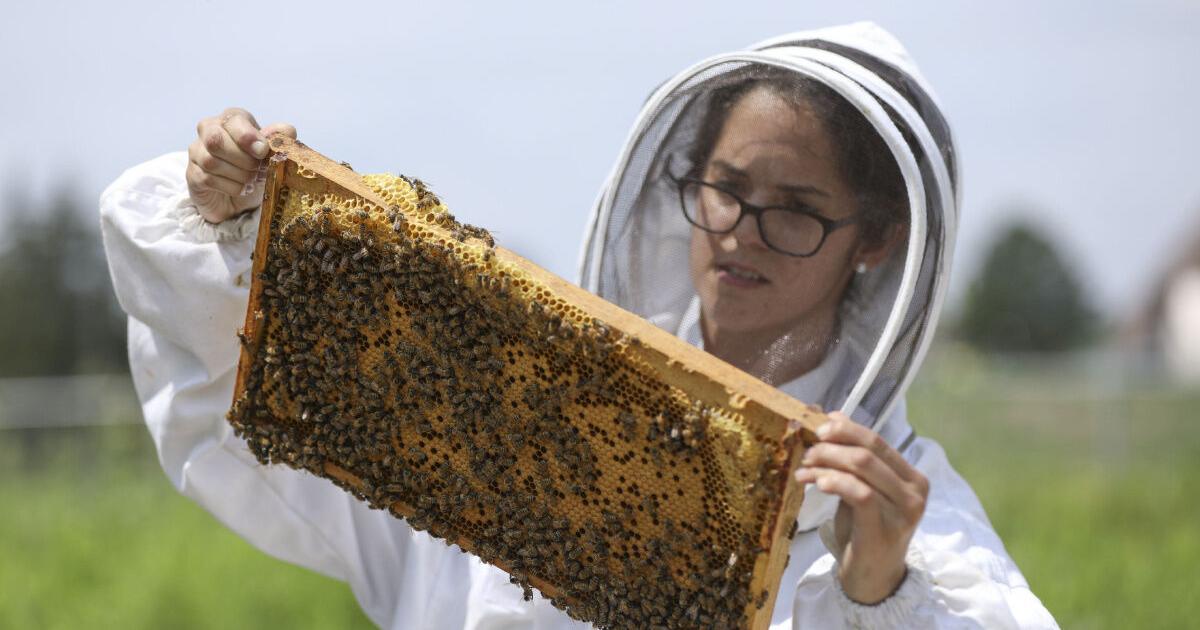 Niagara landfill transforms into farm for bees