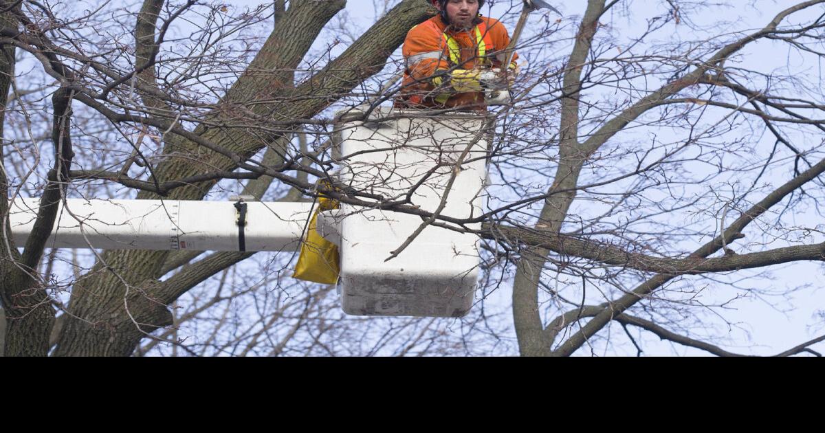 A month later, ice-damaged trees still the focus