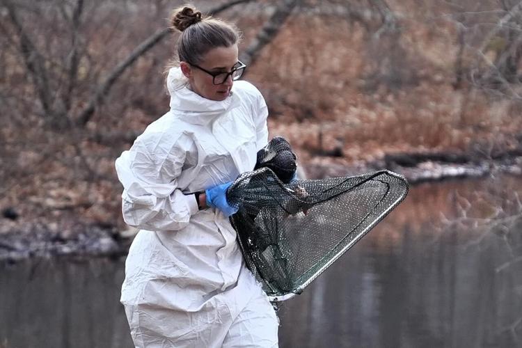 Rescuers rush to save geese and ducks soaked in oil due to spill in ...