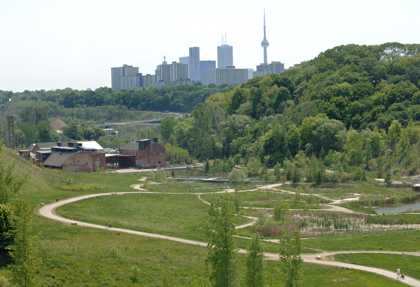 City deploying ‘eco-herd’ of goats at Toronto park