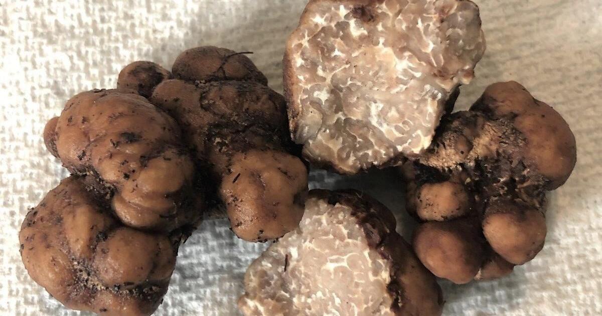 Would-be Ontario truffle farmers and locavore foodies watch and wait ...