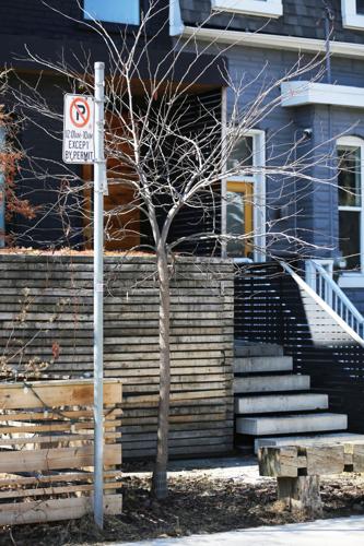 Toronto’s newest tourist attraction? A tree named Rodney