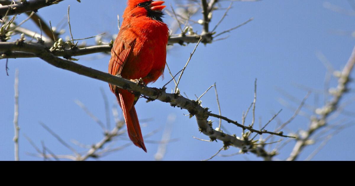 Cardinals’ song means spring is around the corner
