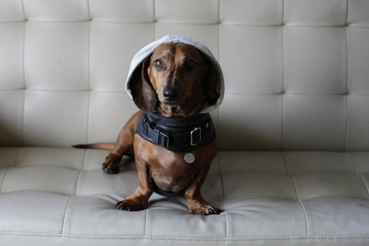 AP PHOTOS: As more Argentines go childless, pampered dogs become part ...