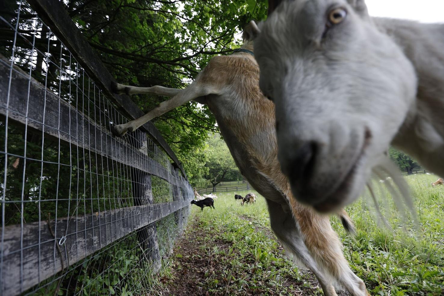 A herd of goats has important work to do in Toronto this week