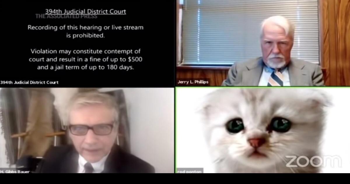 ‘I’m not a cat’ — I shall remember those words of Texas ‘cat lawyer ...