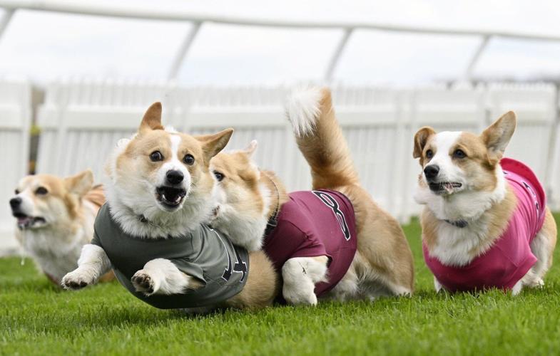 Queen Elizabeth II's favorite dogs race for glory in Britain's Corgi Derby