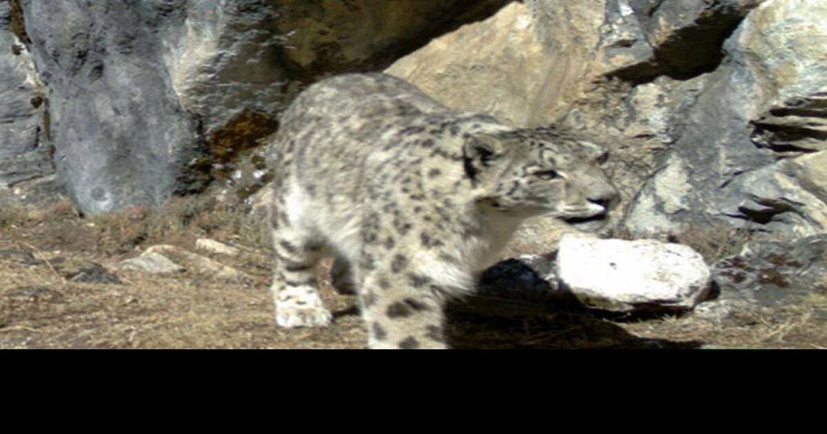 VIDEO: Elusive snow leopards seen thriving in Bhutan park