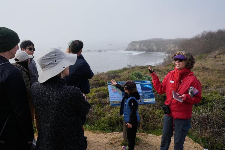 Elephant seals return to Año Nuevo State Park. Visitors watch battling ...