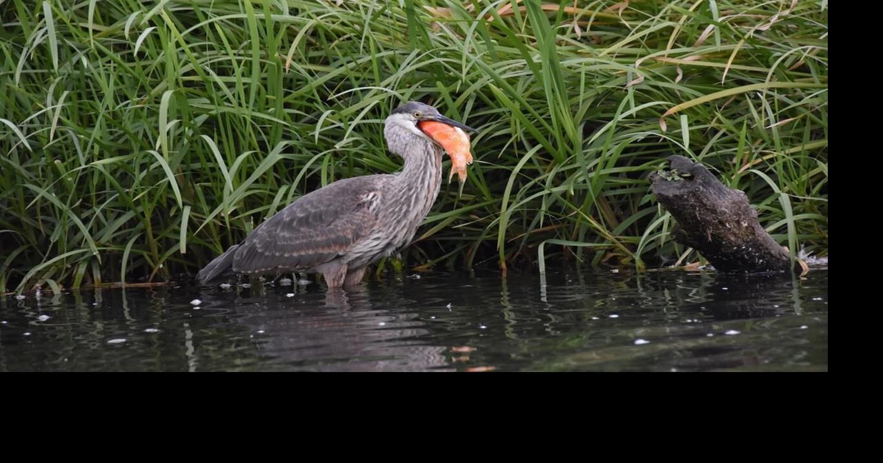 Up to the gills in goldfish: Large invasive fish a problem in B.C ...