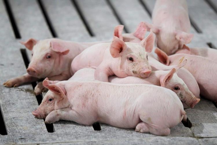 Factory farms provide abundant food, but environment suffers Factory farms provide abundant food, but environment suffers