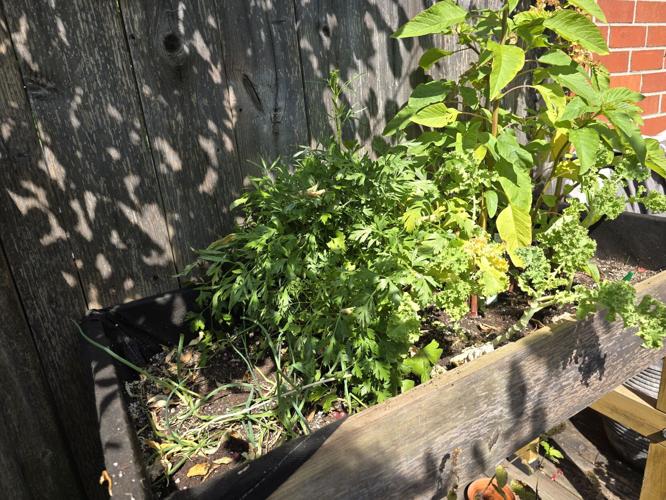 Ontario gardeners tell us the best thing they grew this year