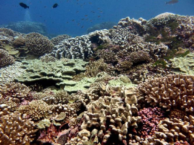 Hope floats for scientists studying Pacific coral reefs