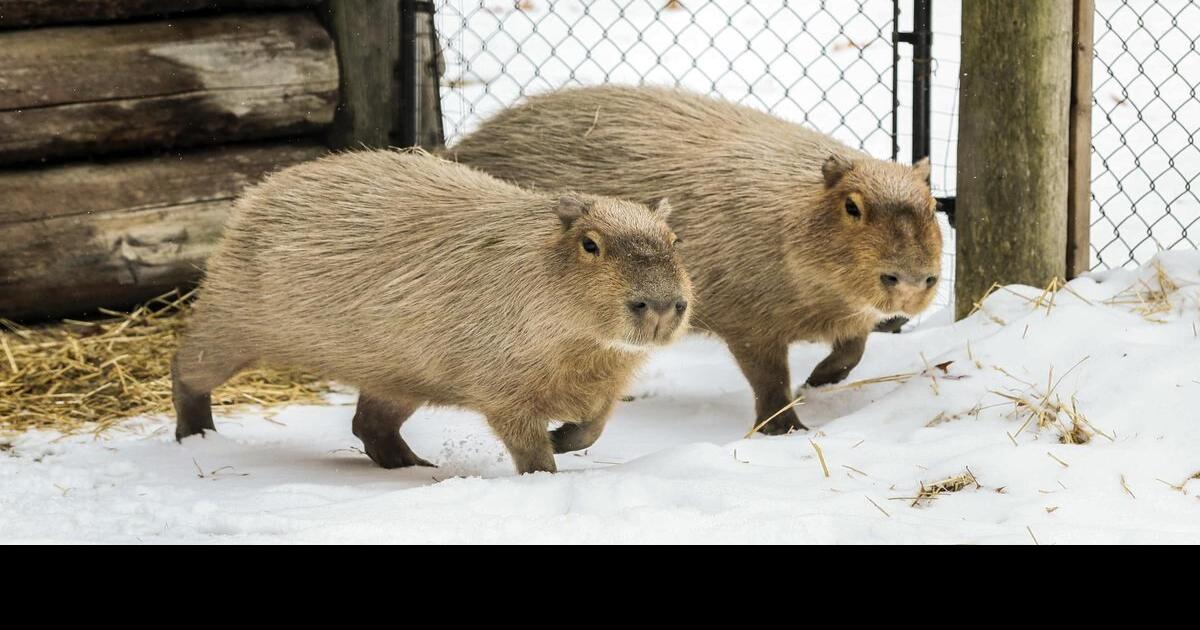 The High Park capybaras enthralled the city after their famous escape ...