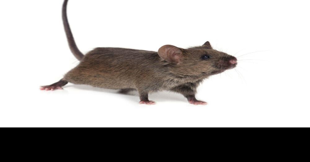 The next bomb-detection device: a box of mice