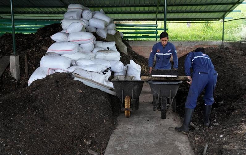 Hard-working Colombian beetles clean garbage, retire as pets