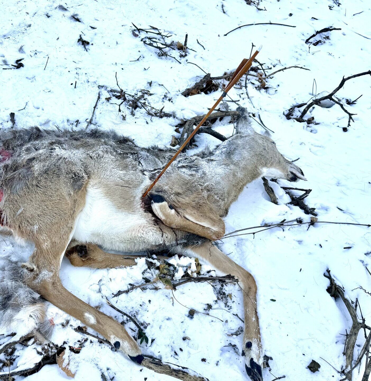 The legality of shooting a deer with an arrow in Toronto