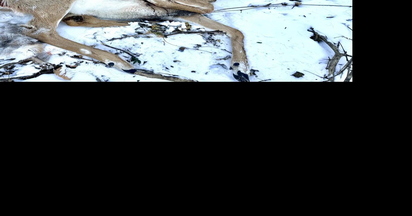 The legality of shooting a deer with an arrow in Toronto