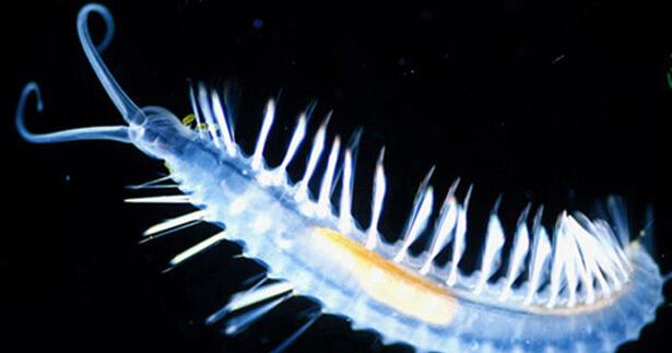 New 'green bomber' worm species found