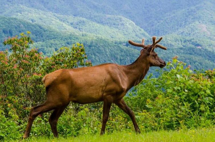 Beware of 700-pound elk on the Blue Ridge Parkway. They charge at cars ...