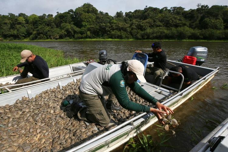 Photos show release of giant Amazon river turtle hatchlings in key ...