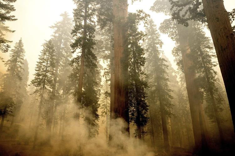 Grove of giant sequoia trees burns in California's Sierra National Forest