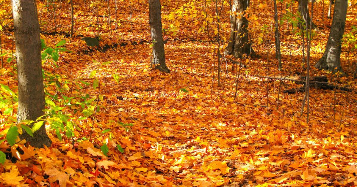 Crothers Woods, Toronto’s time machine in the Don Valley
