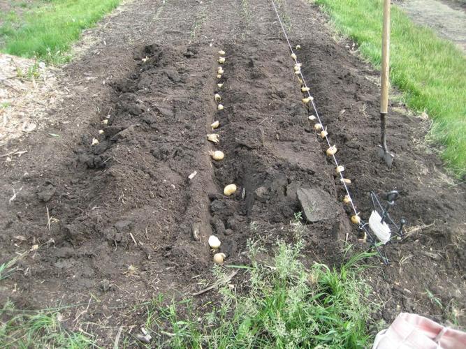 Potatoes could be your child’s passage into gardening