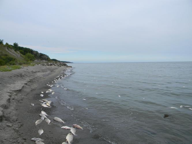 Tens of thousands of dead fish rotting on Lake Erie shore