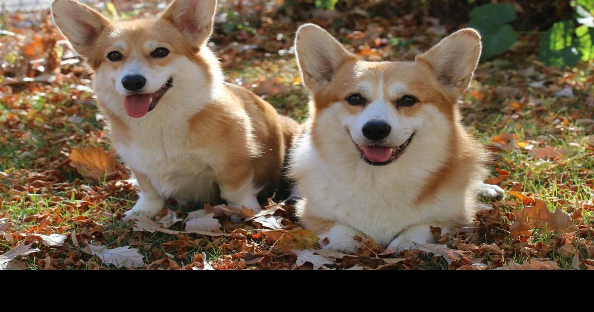 Legacy of the Queen’s last corgi lives on in breeds exploding in ...