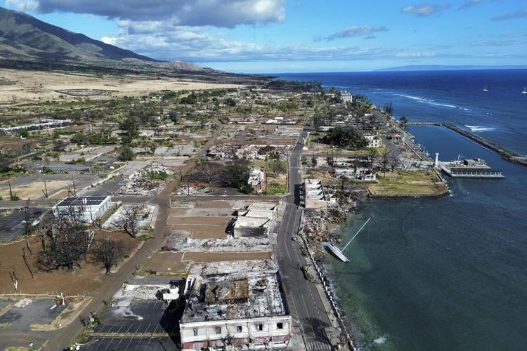 How Lahaina's more than 150-year-old banyan tree is coming back to life ...