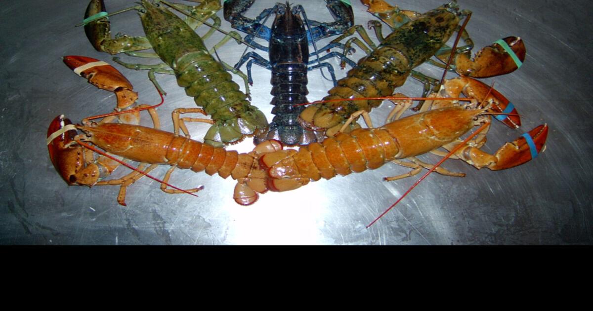 Rainbow-coloured lobsters making a splash in Nova Scotia