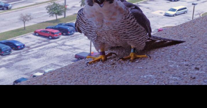 Peregrine falcons thriving in Ontario