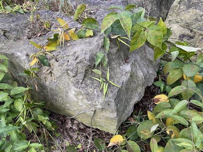 Burdock, dog-strangling vine, garlic mustard: What’s to be done about ...