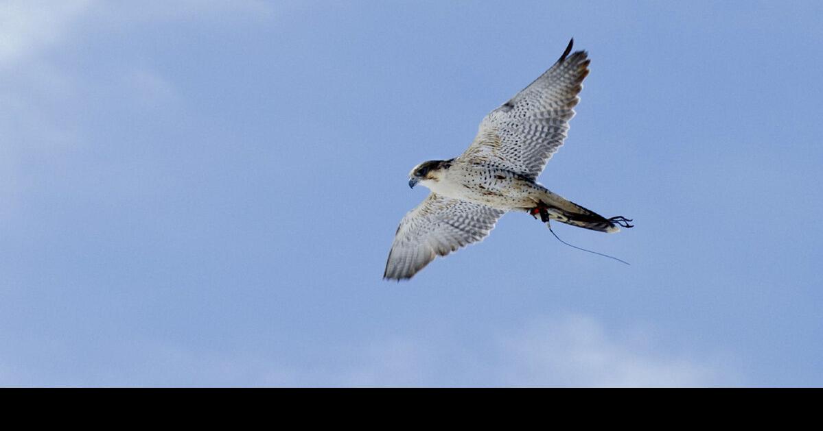 Birds in Canada: Massive study shows falcons flourish, swallows plummet