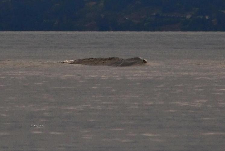 The long, twisting story of the ‘Ogopogo’ — Canada’s take on the Loch ...