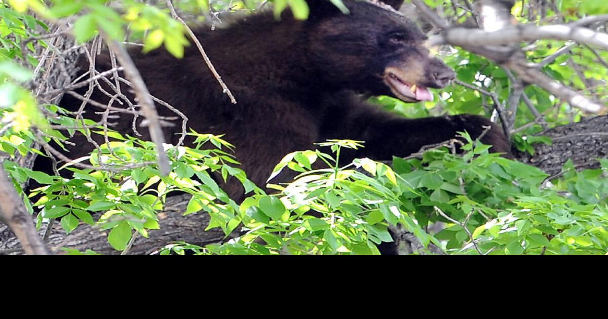 Rogue bears more likely to face a gun this summer