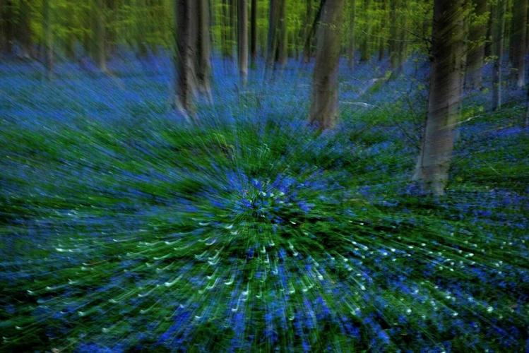 Belgian bluebells are too beautiful to see during pandemic