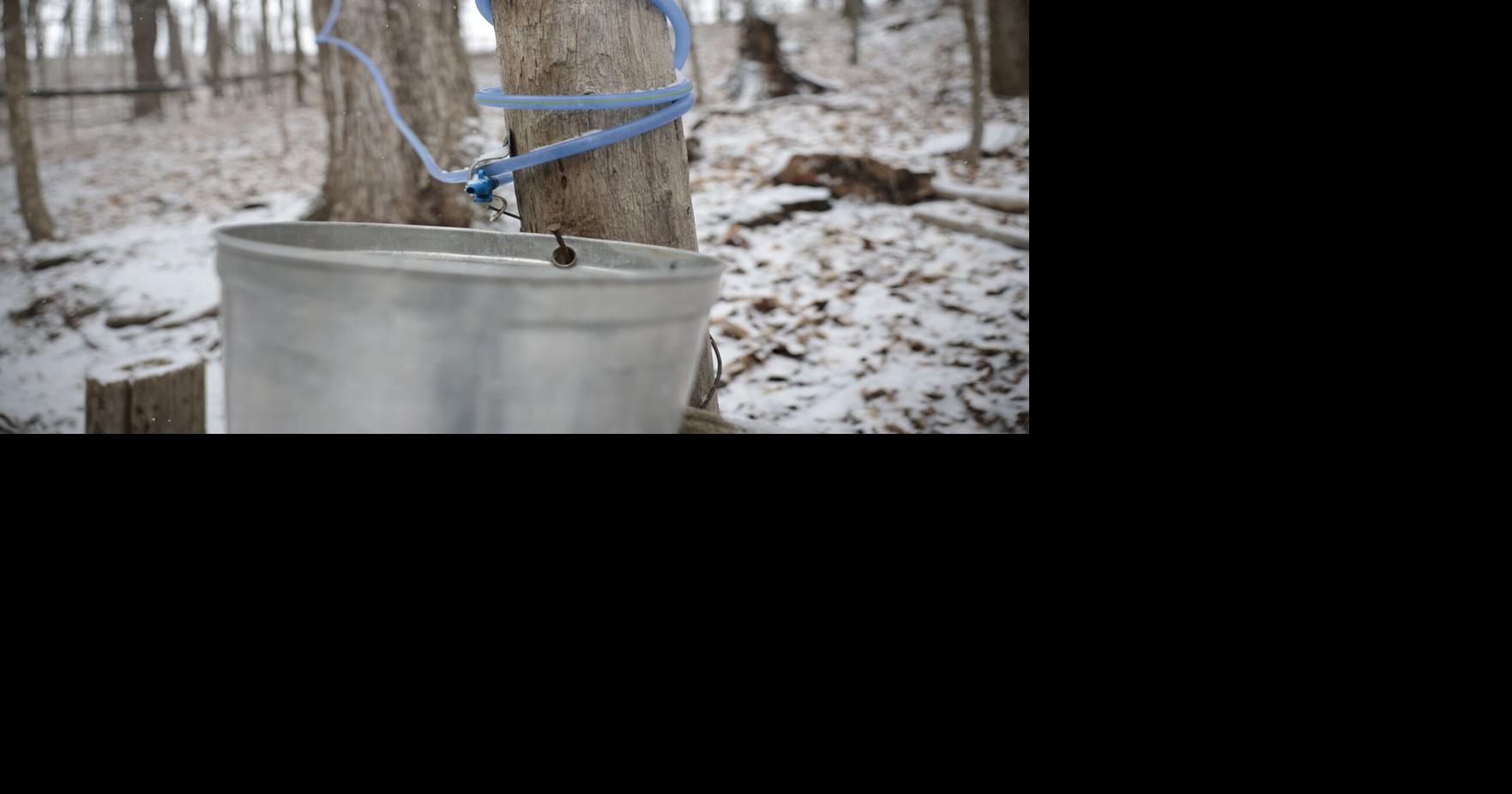 Why are people talking about running out of maple syrup?